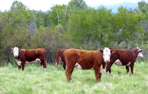 Ganadería extensiva: Suplementación del pastoreo
